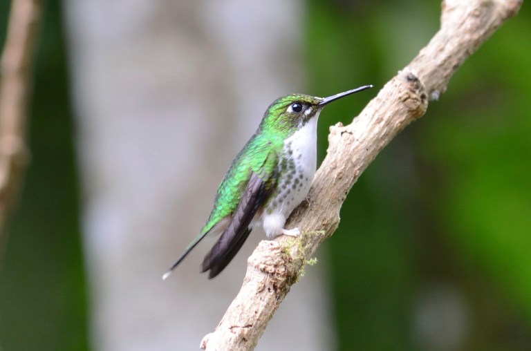 Angry Hummingbirds | The Accidental Birder