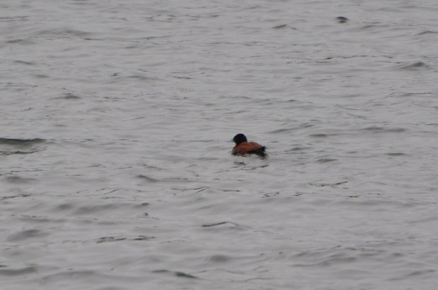 Birding Antisana feels a lot like Scotland. Yes, really. | The ...