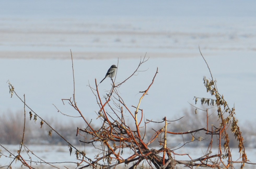 Just wait for the surprise to happen | The Accidental Birder