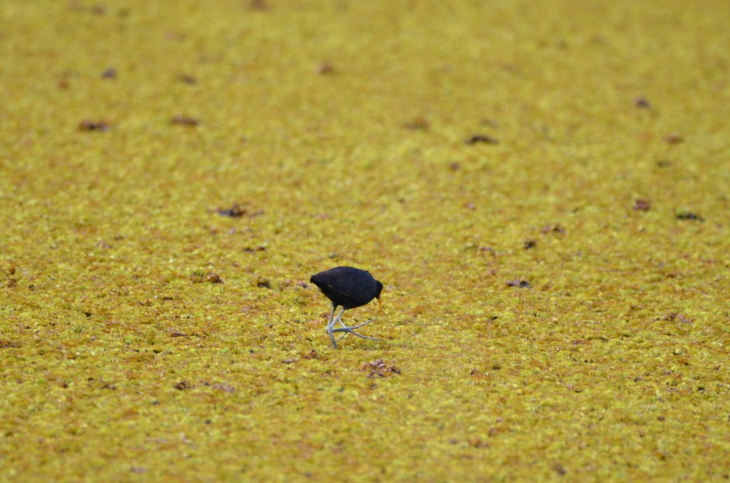 What a little sunshine will do | The Accidental Birder